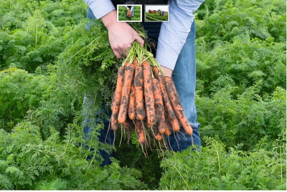 Marchew Nerac 250T 2.0-2.2 - 1116.57 zł : Nasiona holenderskie ...