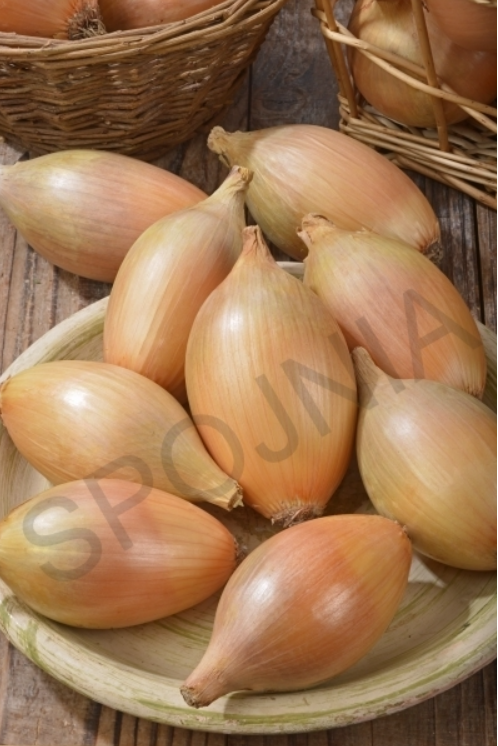 Cebula Soplica 500g - 155.52 zł : Nasiona holenderskie - Agroplanet ...